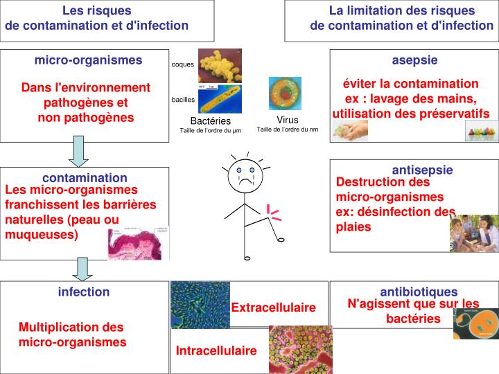 PPT - La lutte contre les infections bactériennes Les antibiotiques ...