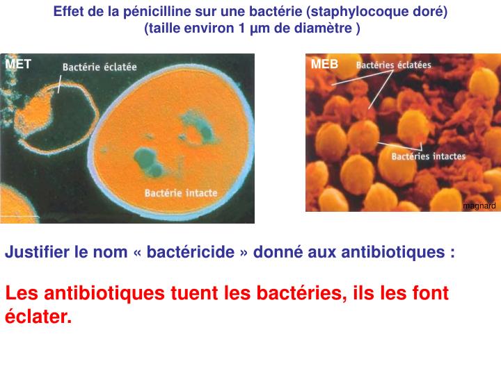 PPT - La lutte contre les infections bactériennes Les antibiotiques ...