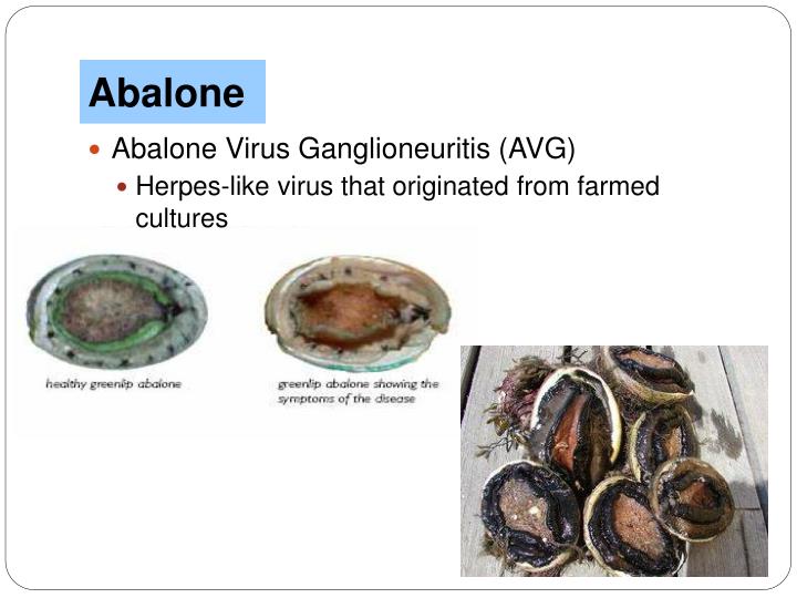 PPT - Fish Health and Disease PowerPoint Presentation - ID:618042