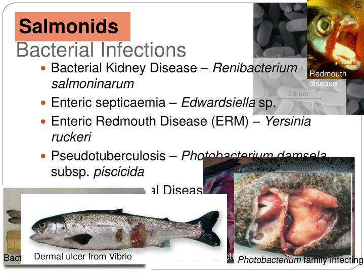 PPT - Fish Health and Disease PowerPoint Presentation - ID:618042