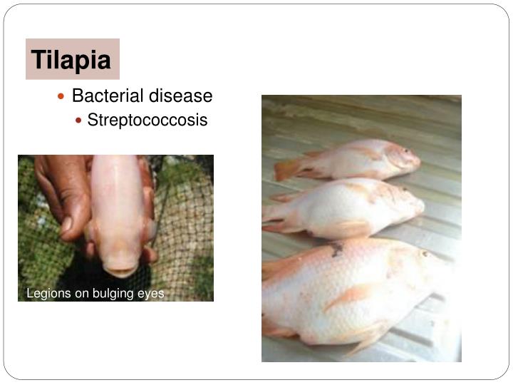 PPT - Fish Health and Disease PowerPoint Presentation - ID:618042