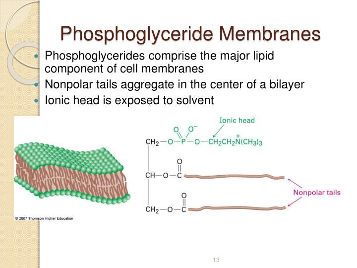 PPT - Chapter 27. Biomolecules : Lipids PowerPoint Presentation - ID:621330