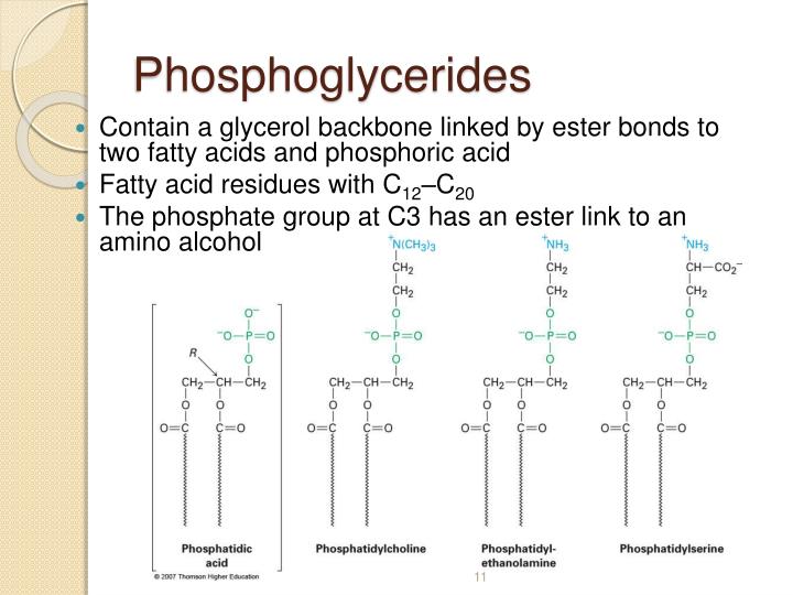PPT - Chapter 27. Biomolecules : Lipids PowerPoint Presentation - ID:621330
