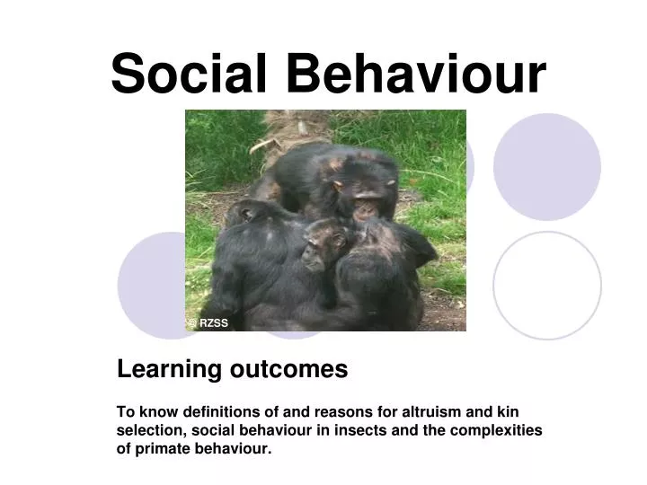 PPT - Social Behaviour PowerPoint Presentation, free download - ID:621492