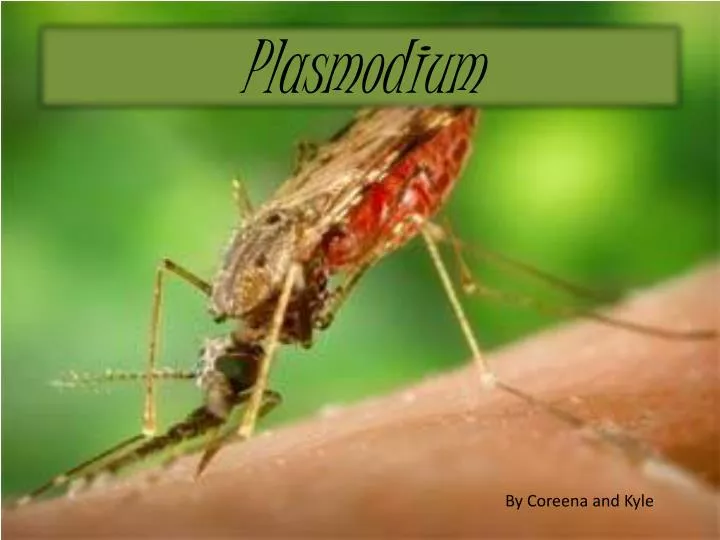 PPT - Plasmodium PowerPoint Presentation, free download - ID:621865