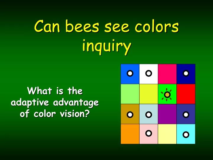 PPT - Can bees see colors inquiry PowerPoint Presentation, free ...