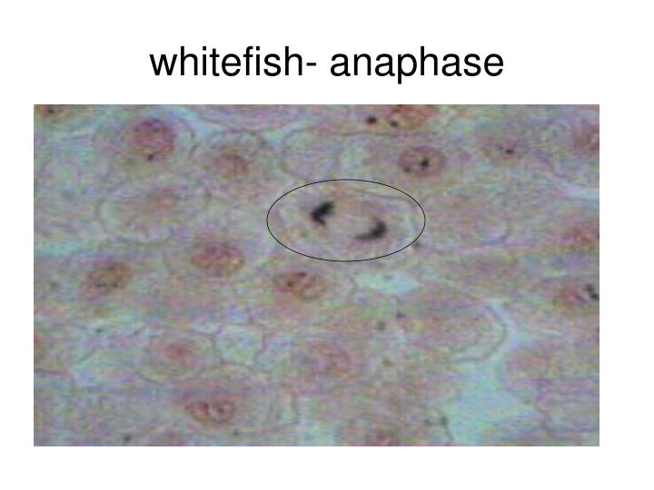 PPT - Whitefish Mitosis PowerPoint Presentation - ID:622773