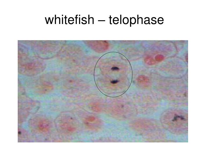 PPT - Whitefish Mitosis PowerPoint Presentation - ID:622773