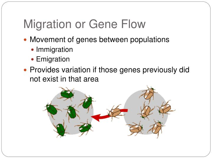 PPT - Mechanisms of Evolution PowerPoint Presentation - ID:623104