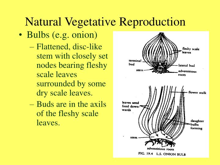 PPT - The two modes of Reproduction PowerPoint Presentation - ID:624634