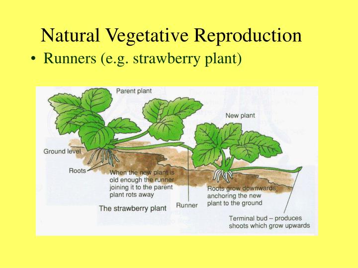 What Is The Difference Between Natural And Artificial Vegetative ... What Is The Difference Between Natural And Artificial Vegetative ...