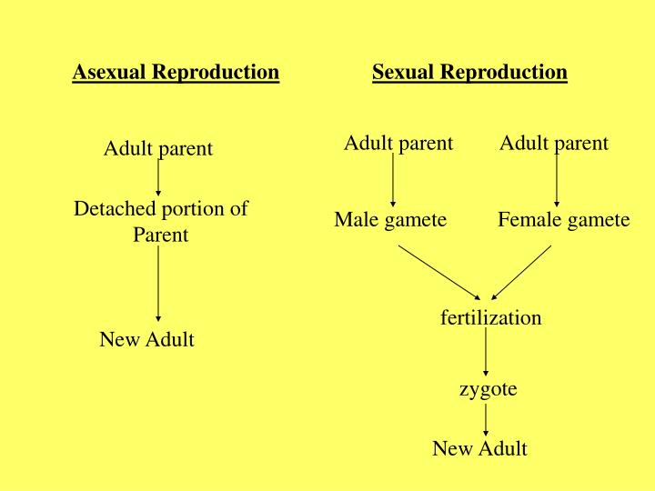 PPT - The two modes of Reproduction PowerPoint Presentation - ID:624634