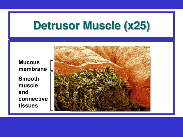 PPT - How Does the Bladder Work? PowerPoint Presentation - ID:625946