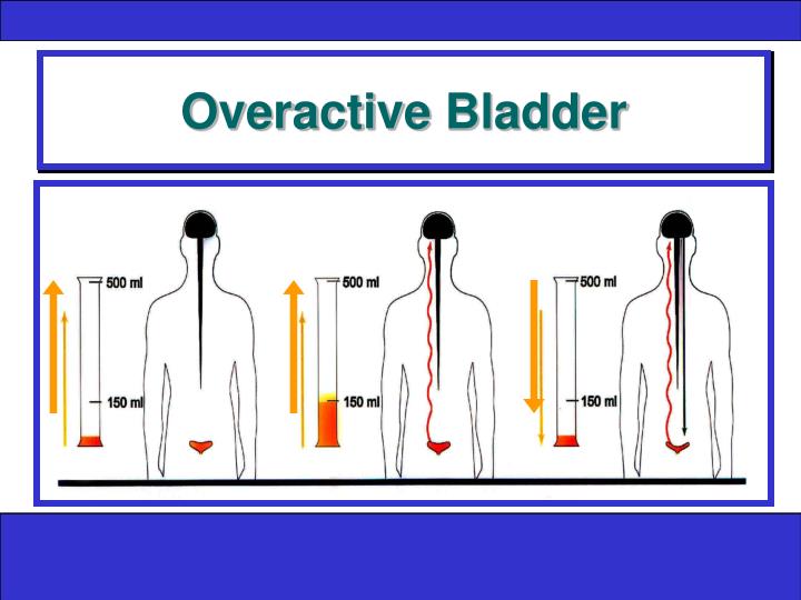 PPT - How Does the Bladder Work? PowerPoint Presentation - ID:625946