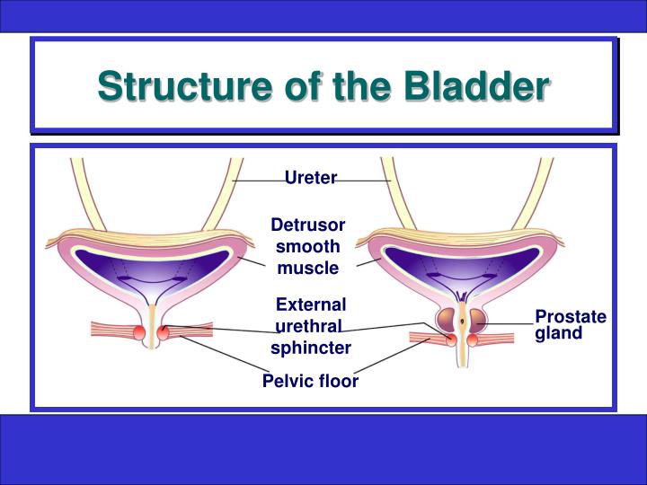 PPT - How Does the Bladder Work? PowerPoint Presentation - ID:625946