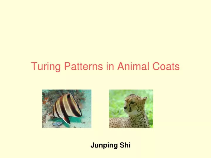 PPT - Turing Patterns in Animal Coats PowerPoint Presentation, free ... PPT - Turing Patterns in Animal Coats PowerPoint Presentation, free ...