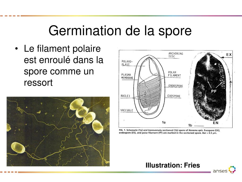 PPT - La nosémose chez l’abeille domestique PowerPoint Presentation ...