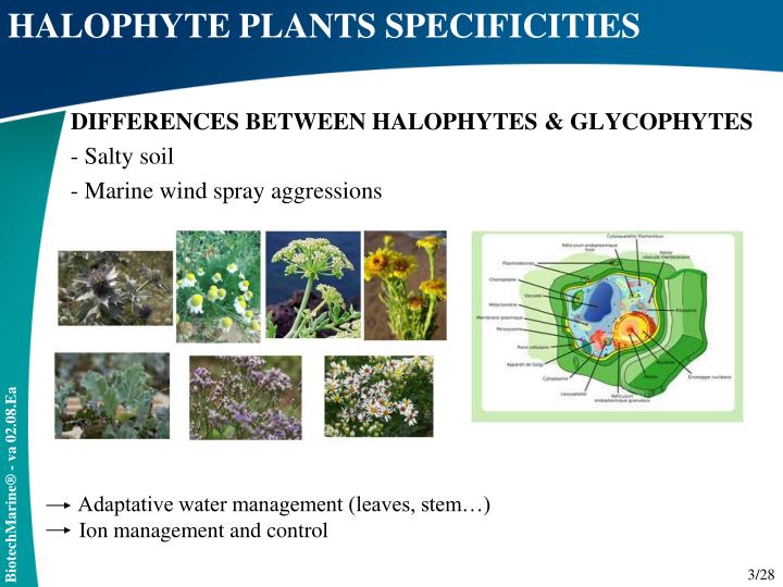 PPT - Cellulosomes ® Eryngium – Global skin restructuring PowerPoint ...