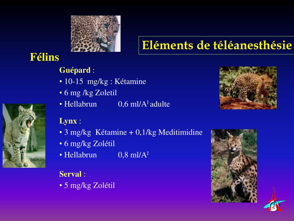 PPT - Contention chimique des animaux dangereux : téléanesthésie en ...