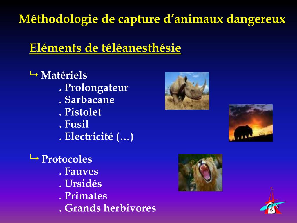PPT - Contention chimique des animaux dangereux : téléanesthésie en ...