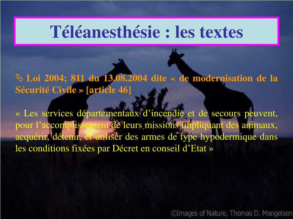 PPT - Contention chimique des animaux dangereux : téléanesthésie en ...