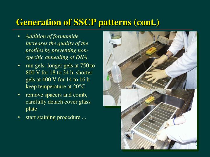 PPT - PCR-SSCP Technique Protocols and “Demonstration” PowerPoint ...