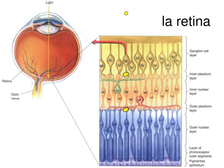 PPT - anatomia dell’occhio PowerPoint Presentation - ID:628858