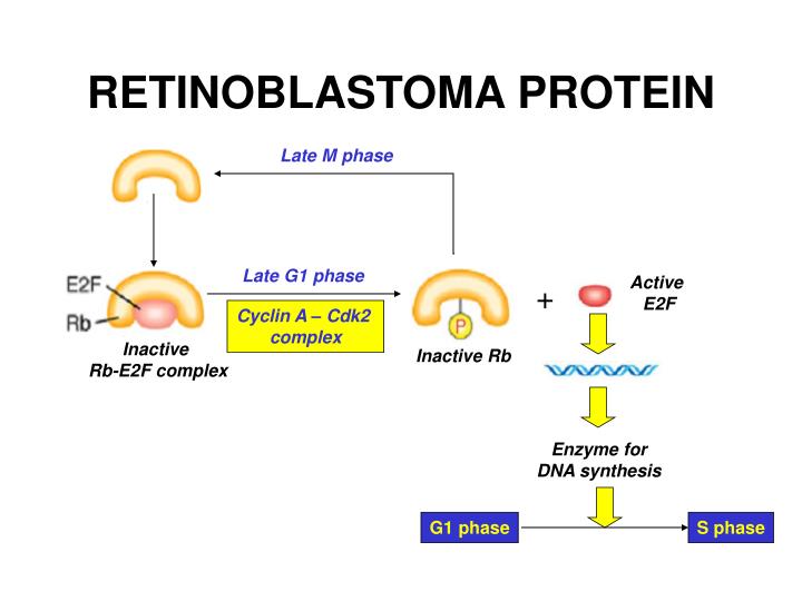 PPT - THE BIOLOGY OF CANCER PowerPoint Presentation - ID:629103