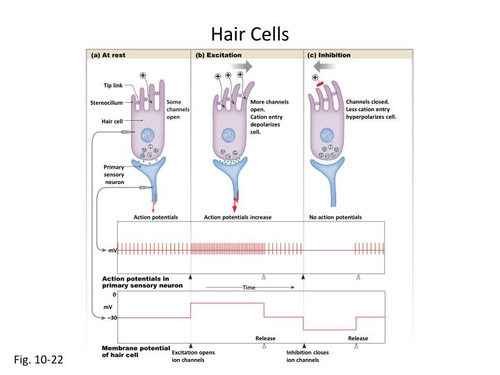 PPT - Bio 449 Lecture 11 - Sensory Physiology III Sep. 20, 2010 ...