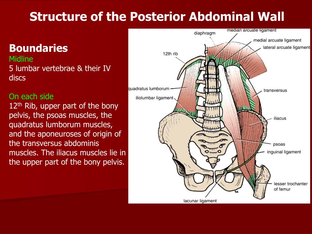 Ppt Diaphragm And Posterior Abdominal Wall Powerpoint Presentation Id