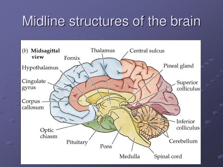 PPT - Functional Neuroanatomy: The nervous system and behaviour ...