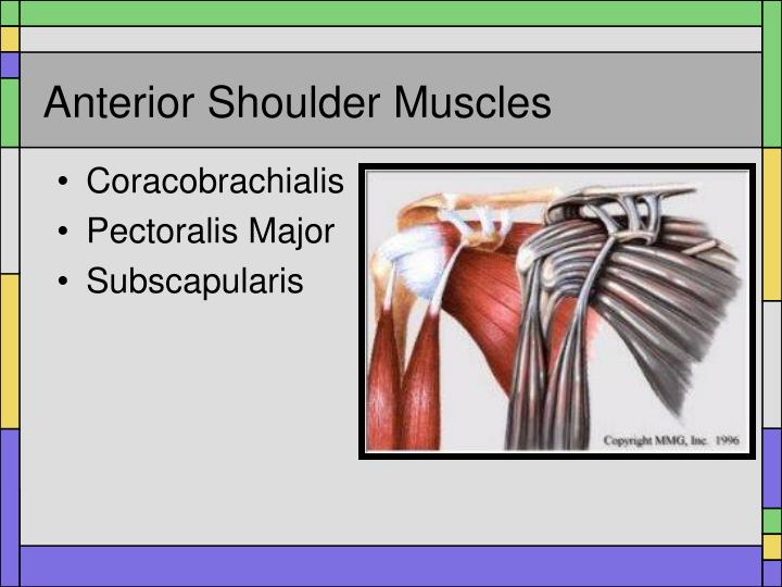 PPT - The Shoulder Joint PowerPoint Presentation - ID:631876