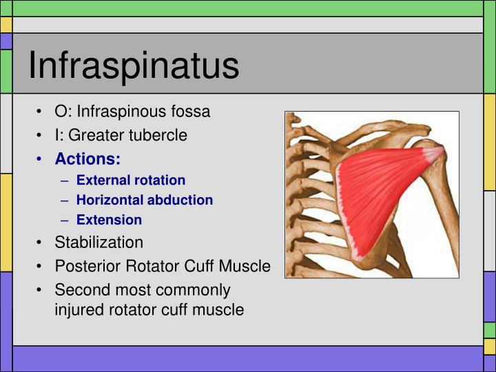 PPT - The Shoulder Joint PowerPoint Presentation - ID:631876