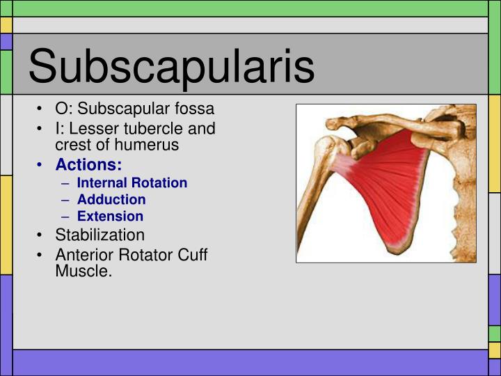 PPT - The Shoulder Joint PowerPoint Presentation - ID:631876