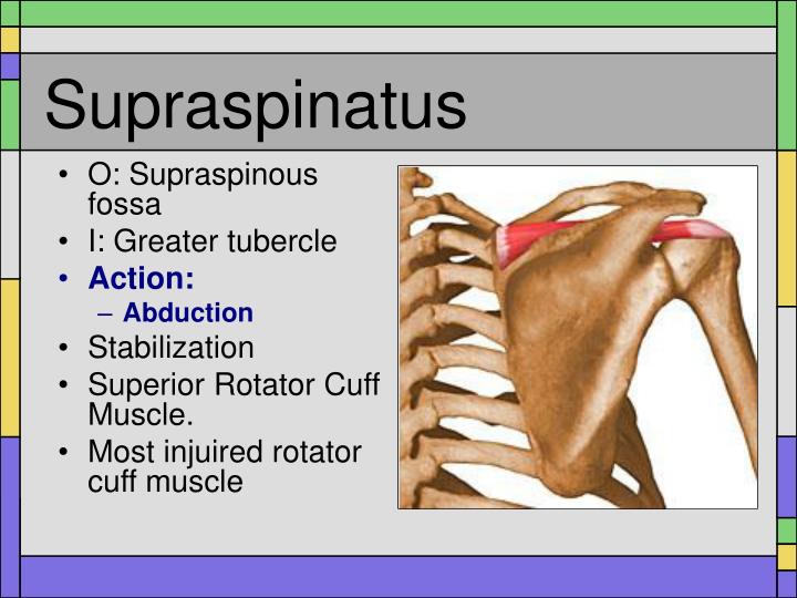 PPT - The Shoulder Joint PowerPoint Presentation - ID:631876