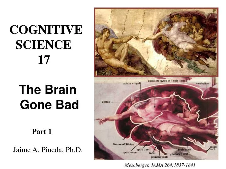PPT - COGNITIVE SCIENCE 17 The Brain Gone Bad Part 1 Jaime A. Pineda ...