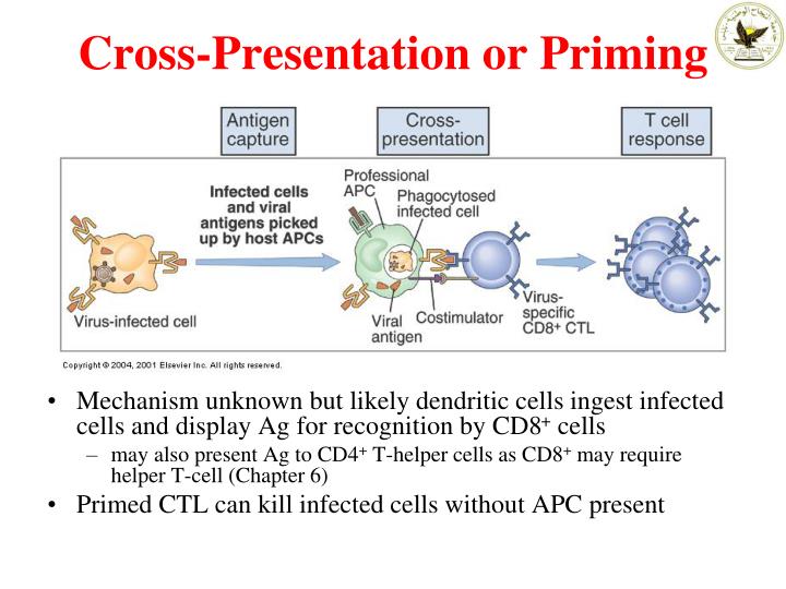 PPT - Chapter 3 PowerPoint Presentation - ID:632707