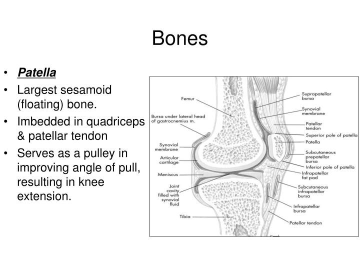 PPT - The Knee Joint PowerPoint Presentation - ID:634195