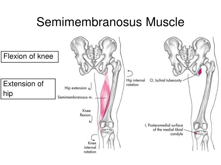 PPT - The Knee Joint PowerPoint Presentation - ID:634195