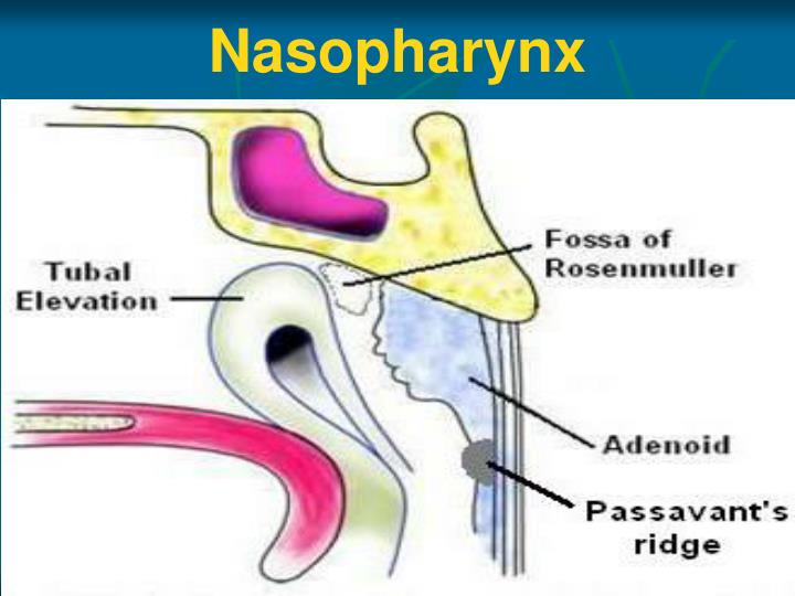 PPT - Anatomy of Oral Cavity, Pharynx & Oesophagus PowerPoint ...