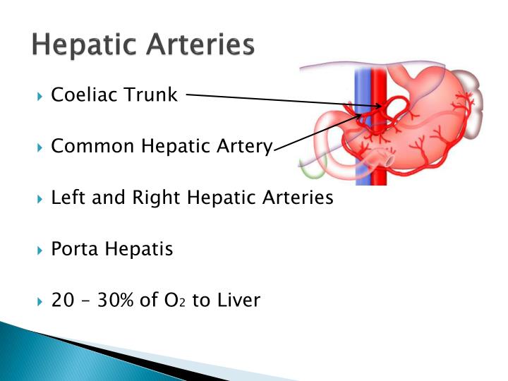 PPT - The Liver, Gallbladder and Biliary Tree PowerPoint Presentation ...