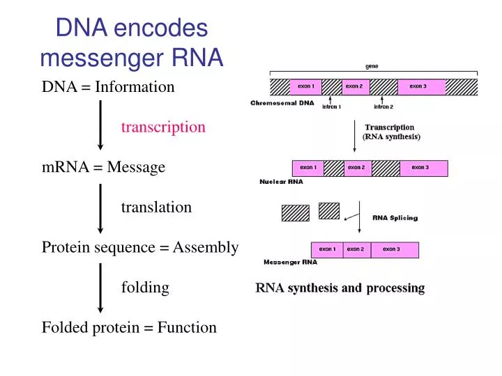 PPT - DNA encodes messenger RNA PowerPoint Presentation, free download ...