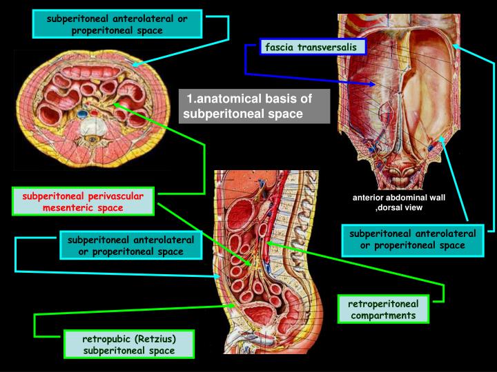 PPT - how to use the holistic concept of subperitoneal space to improve ...