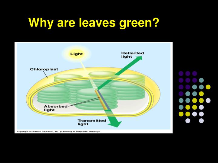 PPT - Photosynthesis PowerPoint Presentation - ID:637928