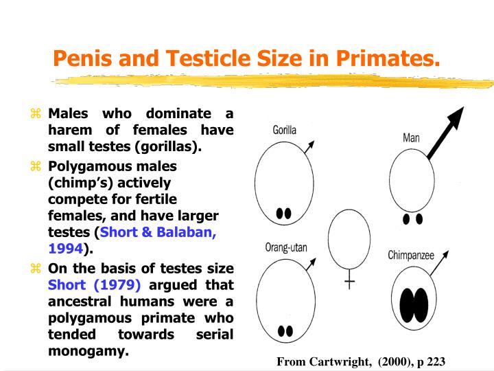 PPT - Evolutionary Psychology, Lecture 5. Human Short-Term Mating ...