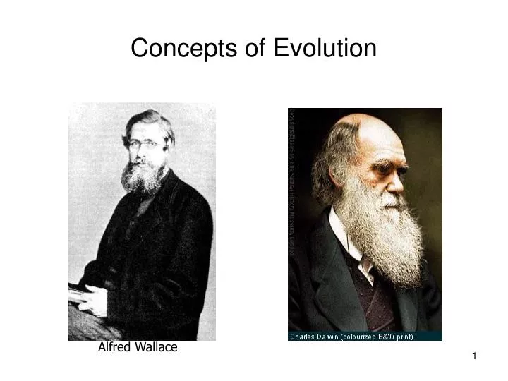 PPT - Concepts of Evolution PowerPoint Presentation, free download - ID ...
