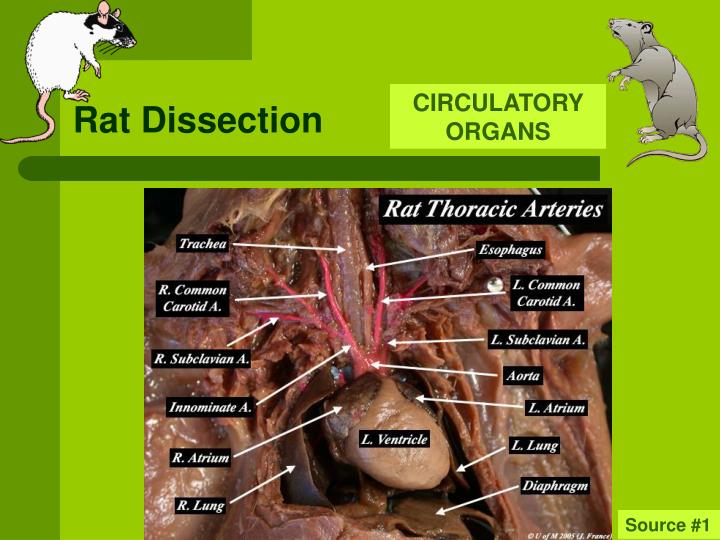 PPT - Rat Dissection PowerPoint Presentation - ID:638753