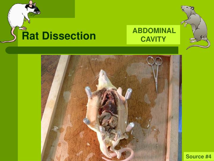PPT - Rat Dissection PowerPoint Presentation - ID:638753