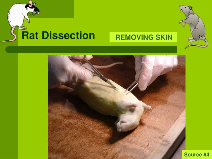 PPT - Rat Dissection PowerPoint Presentation - ID:638753