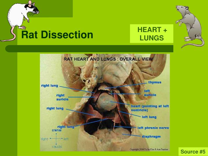 PPT - Rat Dissection PowerPoint Presentation - ID:638753